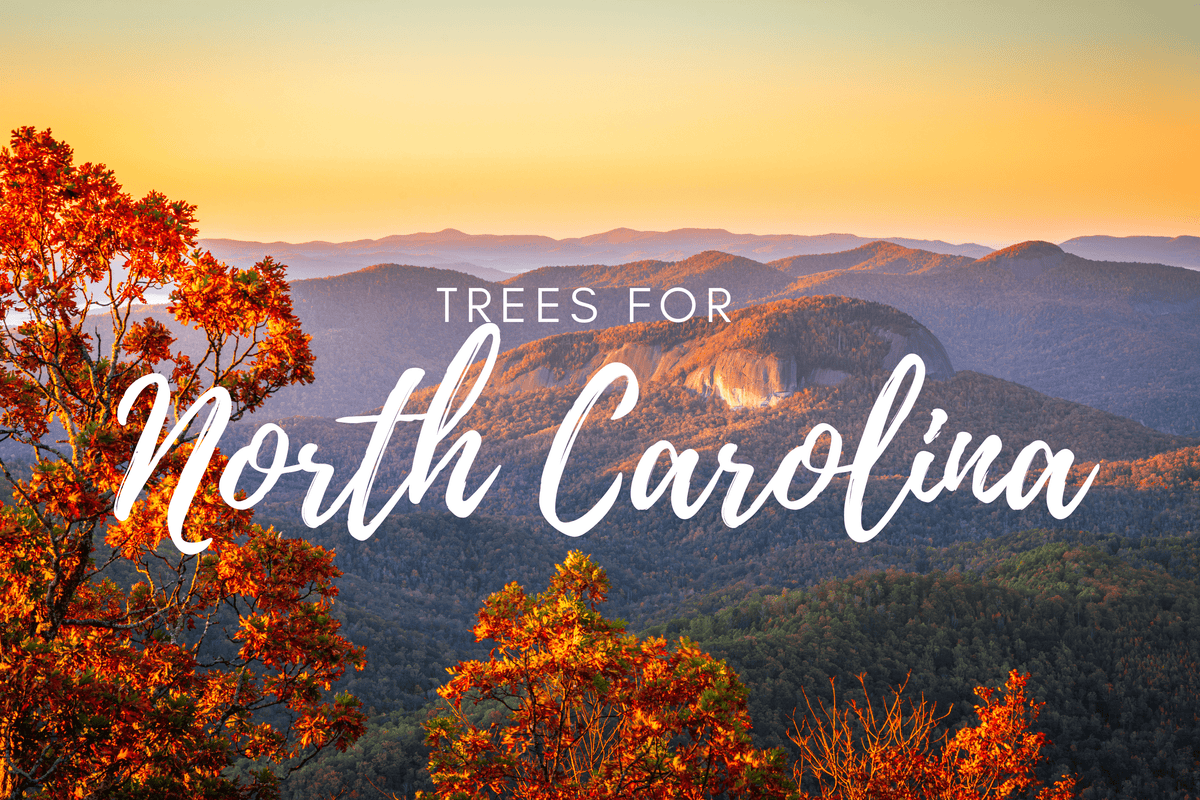 Plant a Tree for Someone in North Carolina - Memorial & Tribute Trees | A Living Tribute