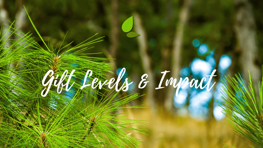 How Many Trees Make a Difference? The Real Impact of Planting 1 to 1,0 ...