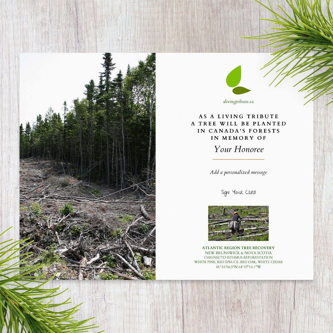 Plant a Tree in Canada with Personalized Photo Card | A Living Tribute