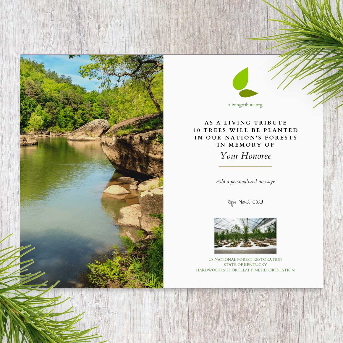 Plant a Tree for Someone in Kentucky - Memorial & Tribute Trees | A ...