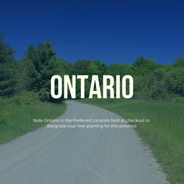 Plant a Tree in Canada with Personalized E-Certificate – A Living Tribute