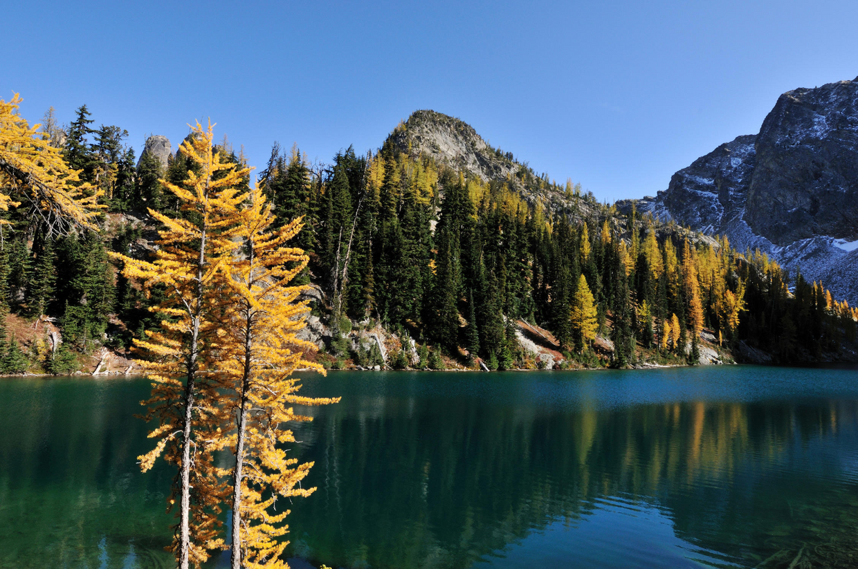 Plant a Tree in Canada with Mailed Commemorative Card | A Living Tribute